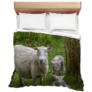 Sheep Comforters, Duvets, Sheets & Sets | Custom