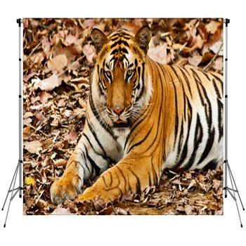 Tiger Custom Backdrops | Available in Ultra Large Custom Sizes
