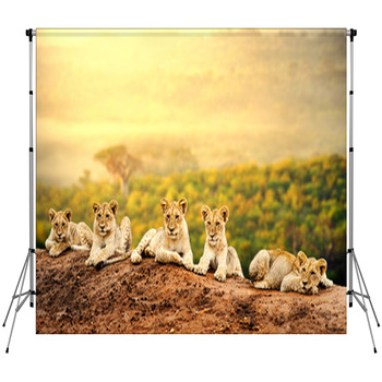 Safari Photo Backdrops | Available in nearly ANY Custom Sizes