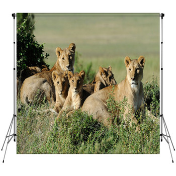 Safari Photo Backdrops | Available in nearly ANY Custom Sizes