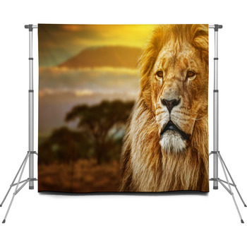 Safari Photo Backdrops | Available in nearly ANY Custom Sizes