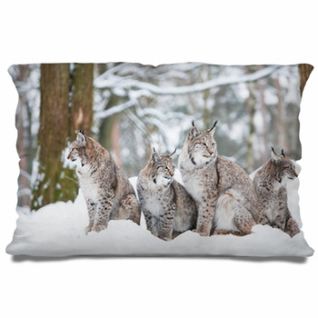 Bobcat Comforters, Duvets, Sheets & Sets | Personalized