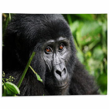 Gorilla Rugs & Custom Size Floor Mats