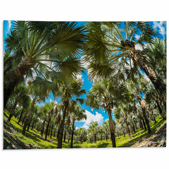 Palm tree Area Rugs & Floor Mats