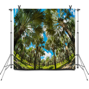 Palm tree Custom Backdrops | Available in Ultra Large Custom Sizes