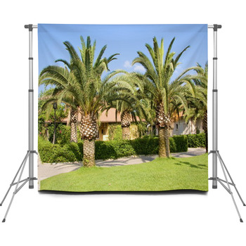 Palm tree Custom Backdrops | Available in Ultra Large Custom Sizes