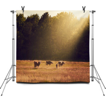 Farm animal Custom Backdrops | Available in Very Large Custom Sizes