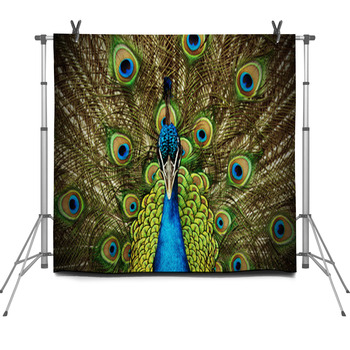 Peacock Photographer Backdrops | Available in nearly ANY Custom Sizes