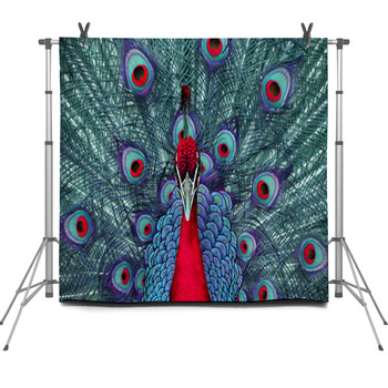 Peacock Photographer Backdrops | Available in nearly ANY Custom Sizes