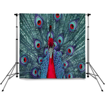 Peacock Photographer Backdrops | Available in nearly ANY Custom Sizes