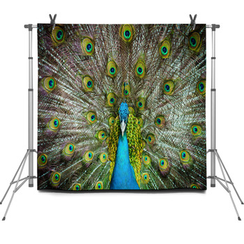 Peacock Photographer Backdrops | Available in nearly ANY Custom Sizes