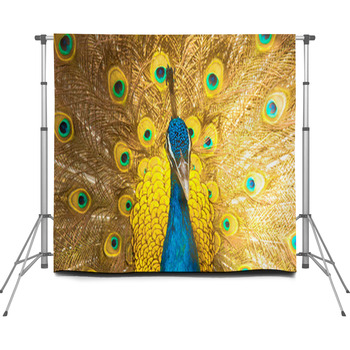 Peacock Photographer Backdrops | Available in nearly ANY Custom Sizes