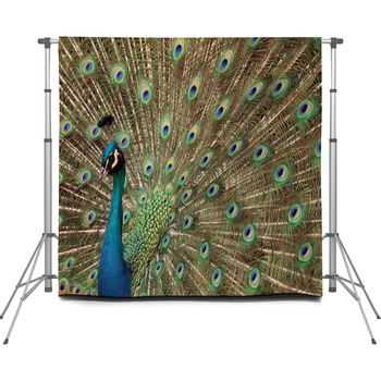 Peacock Photographer Backdrops | Available in nearly ANY Custom Sizes