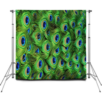 Peacock Photographer Backdrops | Available in nearly ANY Custom Sizes