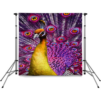 Peacock Photographer Backdrops | Available in nearly ANY Custom Sizes
