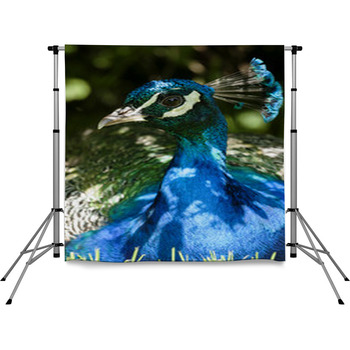 Peacock Photographer Backdrops | Available in nearly ANY Custom Sizes