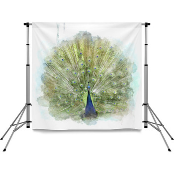 Peacock Photographer Backdrops | Available in nearly ANY Custom Sizes