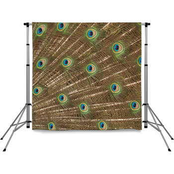 Peacock Photographer Backdrops | Available in nearly ANY Custom Sizes