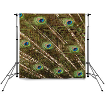 Peacock Photographer Backdrops | Available in nearly ANY Custom Sizes