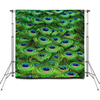 Peacock Photographer Backdrops | Available in nearly ANY Custom Sizes