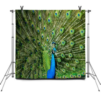 Peacock Photographer Backdrops | Available in nearly ANY Custom Sizes