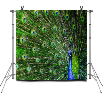 Peacock Photographer Backdrops | Available in nearly ANY Custom Sizes