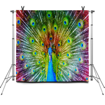 Peacock Photographer Backdrops | Available in nearly ANY Custom Sizes