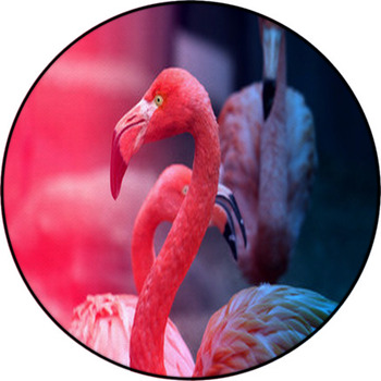 Flamingo Rugs & Custom Size Floor Mats