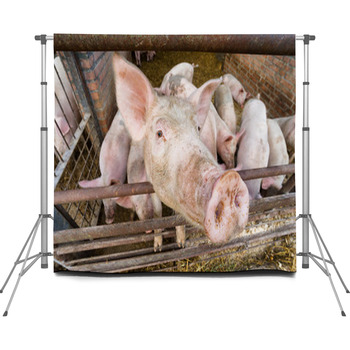 Pig Photographer Backdrops | Available in nearly ANY Custom Sizes