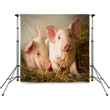 Pig Photographer Backdrops | Available in nearly ANY Custom Sizes