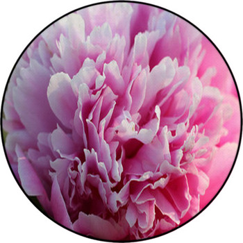 Pink floral Area Rugs & Custom Size Floor Mats