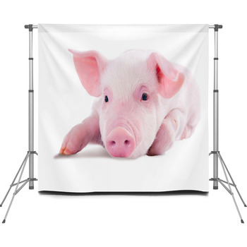 Pig Photographer Backdrops | Available in nearly ANY Custom Sizes