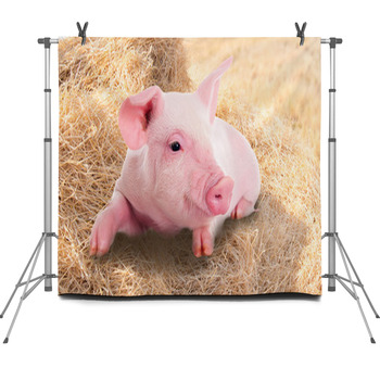 Pig Photographer Backdrops | Available in nearly ANY Custom Sizes