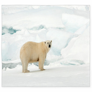 Polar bear Area Rugs & Floor Mats