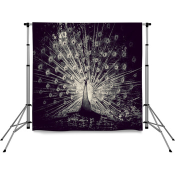 Peacock Photographer Backdrops | Available in nearly ANY Custom Sizes