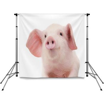 Pig Photographer Backdrops | Available in nearly ANY Custom Sizes