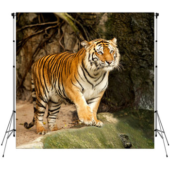 Tiger Custom Backdrops | Available in Ultra Large Custom Sizes