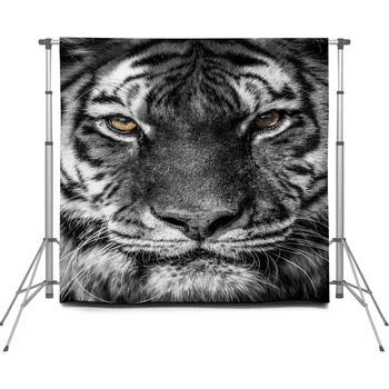 Tiger Custom Backdrops | Available in Ultra Large Custom Sizes