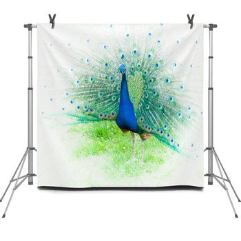 Peacock Photographer Backdrops | Available in nearly ANY Custom Sizes
