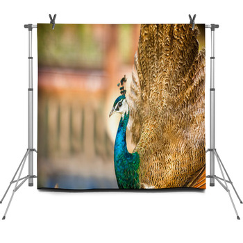 Peacock Photographer Backdrops | Available in nearly ANY Custom Sizes