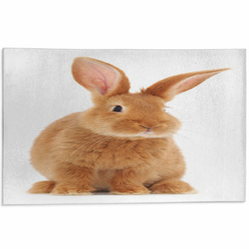 Bunny Rugs & Custom Size Floor Mats