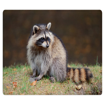 Raccoon Area Rugs & Floor Mats