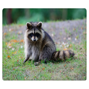 Raccoon Area Rugs & Custom Size Floor Mats