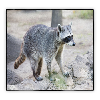 Raccoon Area Rugs & Custom Size Floor Mats
