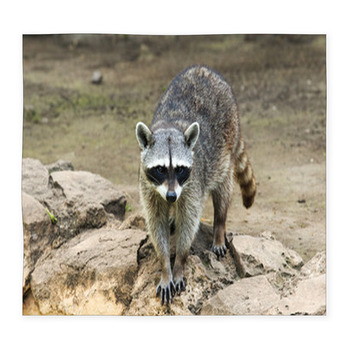 Raccoon Area Rugs & Floor Mats