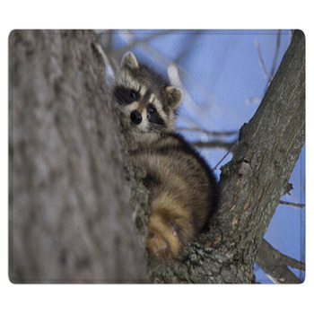 Raccoon Area Rugs & Floor Mats