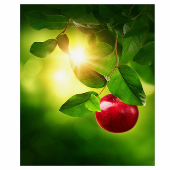 Apple Wall Decor in Canvas, Murals, Tapestries, Posters & More