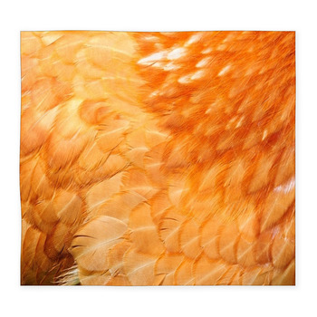 Feather Area Rugs & Custom Size Floor Mats
