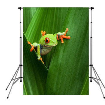 Frog Photographer Backdrops | Available in Ultra Large Custom Sizes