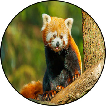 Red panda Area Rugs & Floor Mats